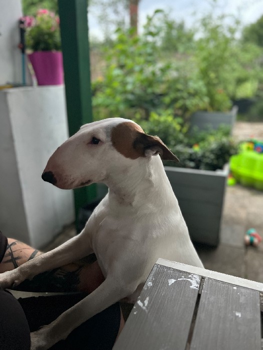 Návštěva u Annabelle Shakira Rostein Bull :: Rostein Bull